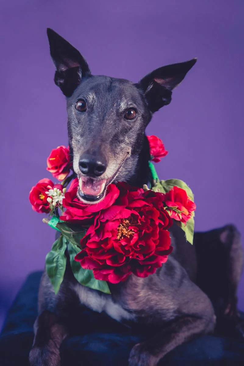Greyhounds visit the pet photo studio in Auckland — Yellow Lab Pet ...
