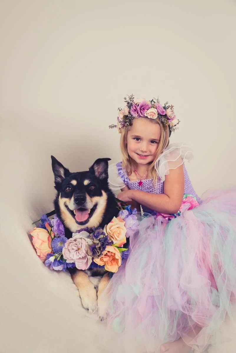 Best dog photographer Auckland, 2019 — Yellow Lab Pet Photographer