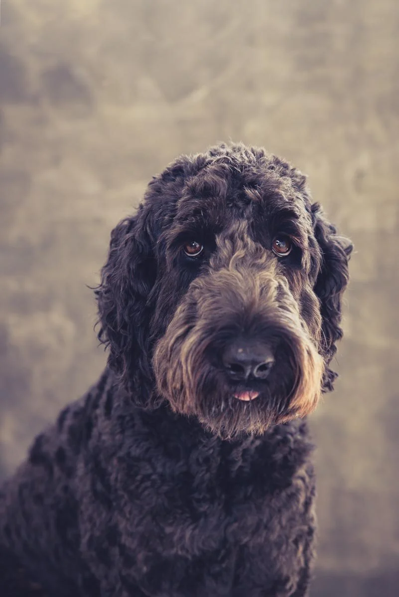 Plan for a successful photoshoot — Yellow Lab Pet Photographer