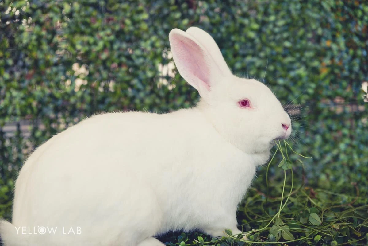 Bunny photography at SPCA — Yellow Lab Pet Photographer