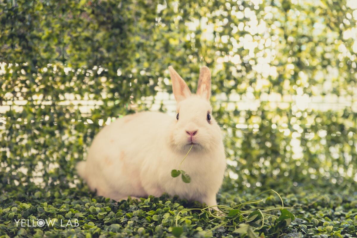 Bunny photography at SPCA — Yellow Lab Pet Photographer