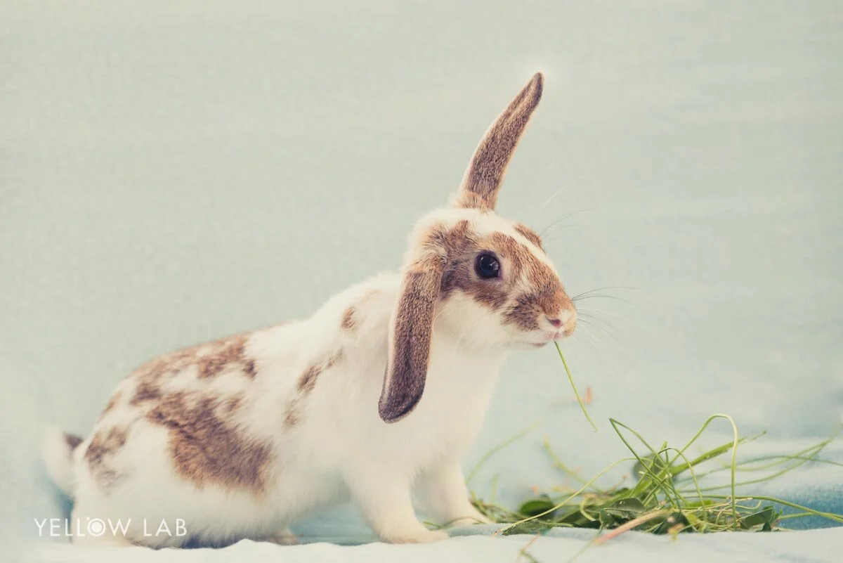 Bunny photography at SPCA — Yellow Lab Pet Photographer