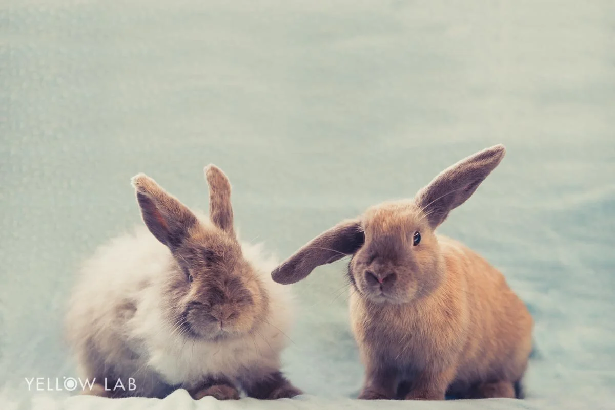 Bunny photography at SPCA — Yellow Lab Pet Photographer