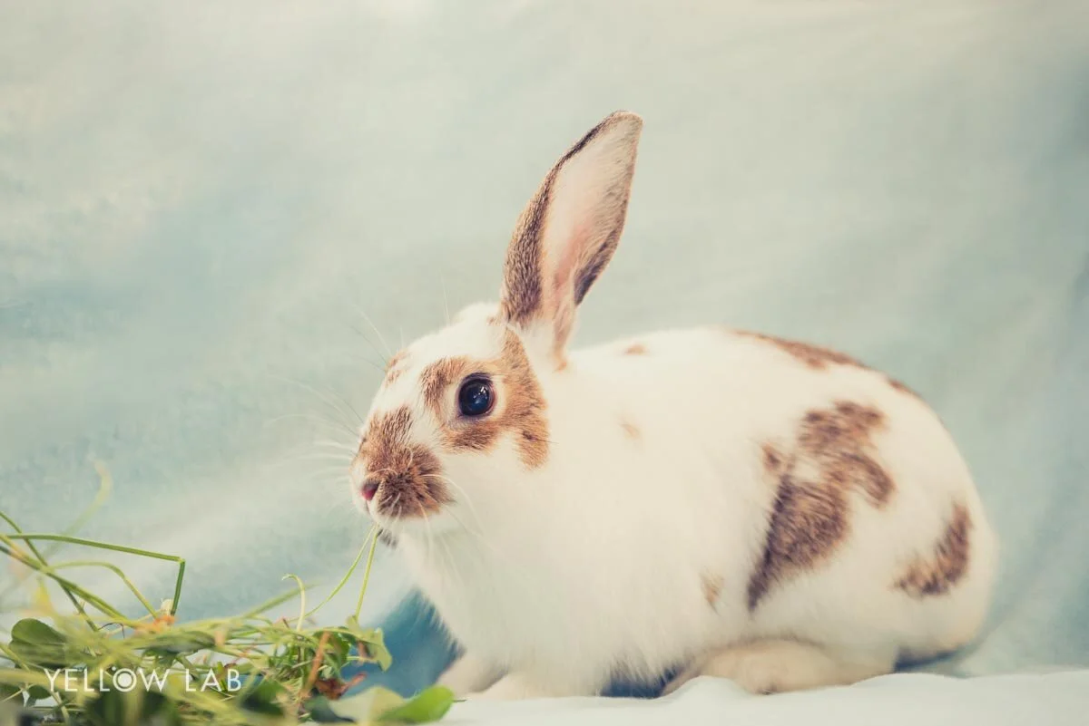 Bunny photography at SPCA — Yellow Lab Pet Photographer