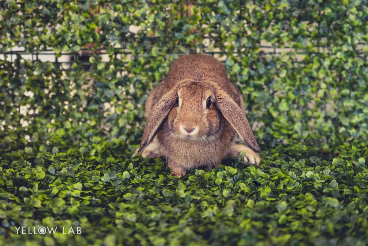 Bunny photography at SPCA — Yellow Lab Pet Photographer
