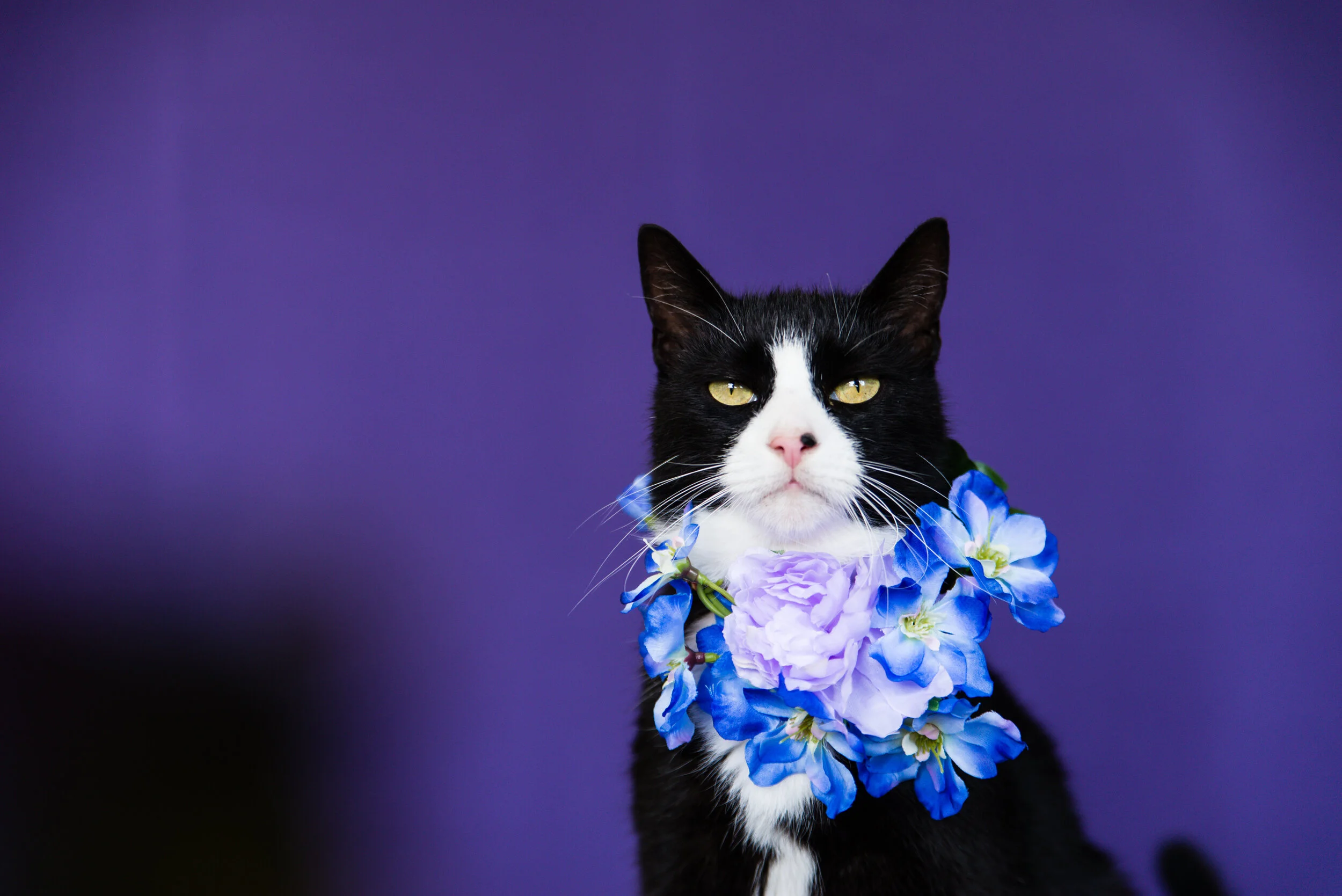 Unique cat art gift cards — Yellow Lab Pet Photographer