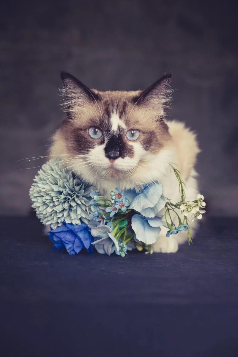 Unique cat art gift cards — Yellow Lab Pet Photographer