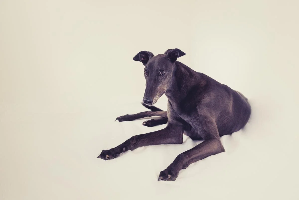 Greyhound dog in the photo studio — Yellow Lab Pet Photographer