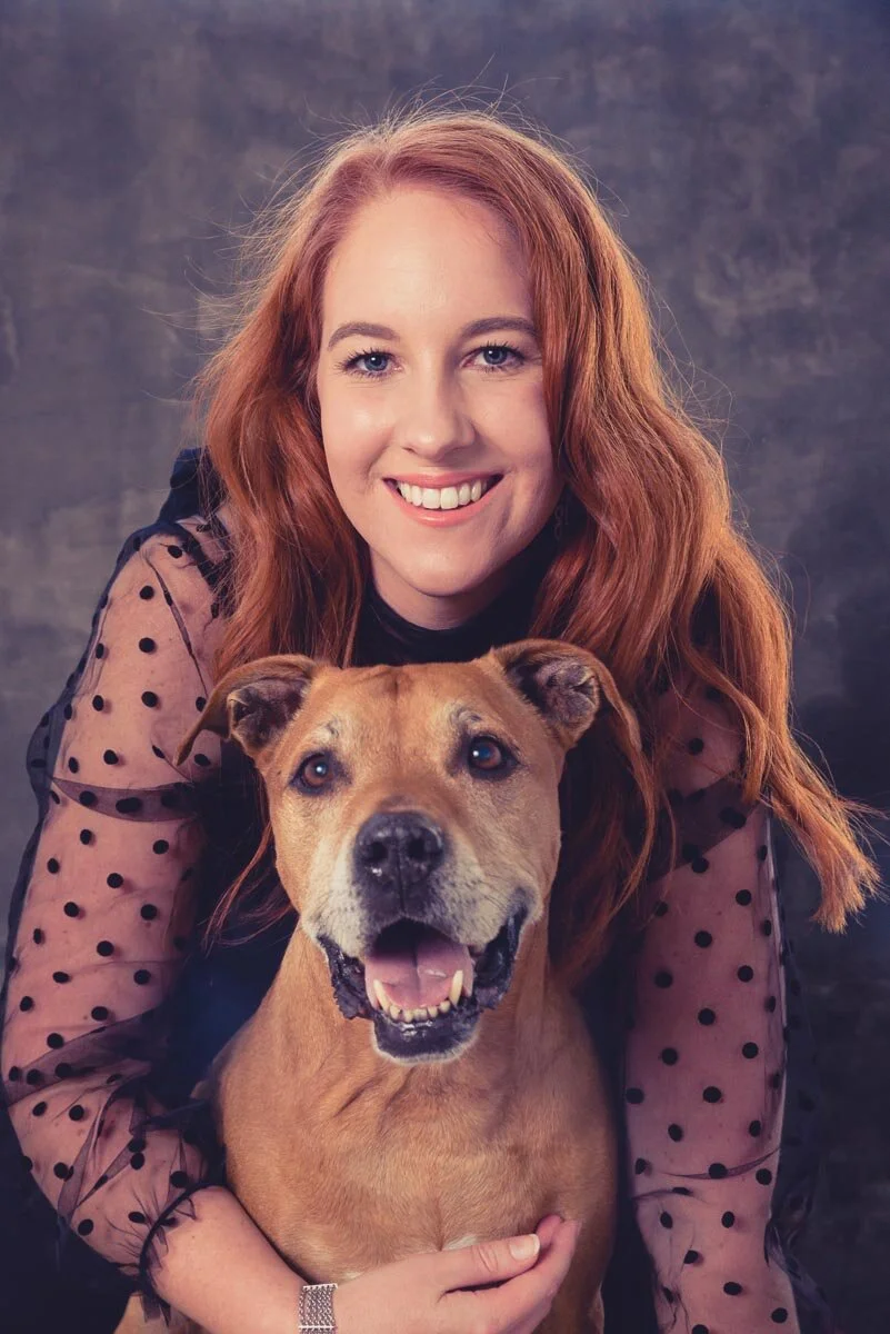 Staffy in studio photo shoot — Yellow Lab Pet Photographer