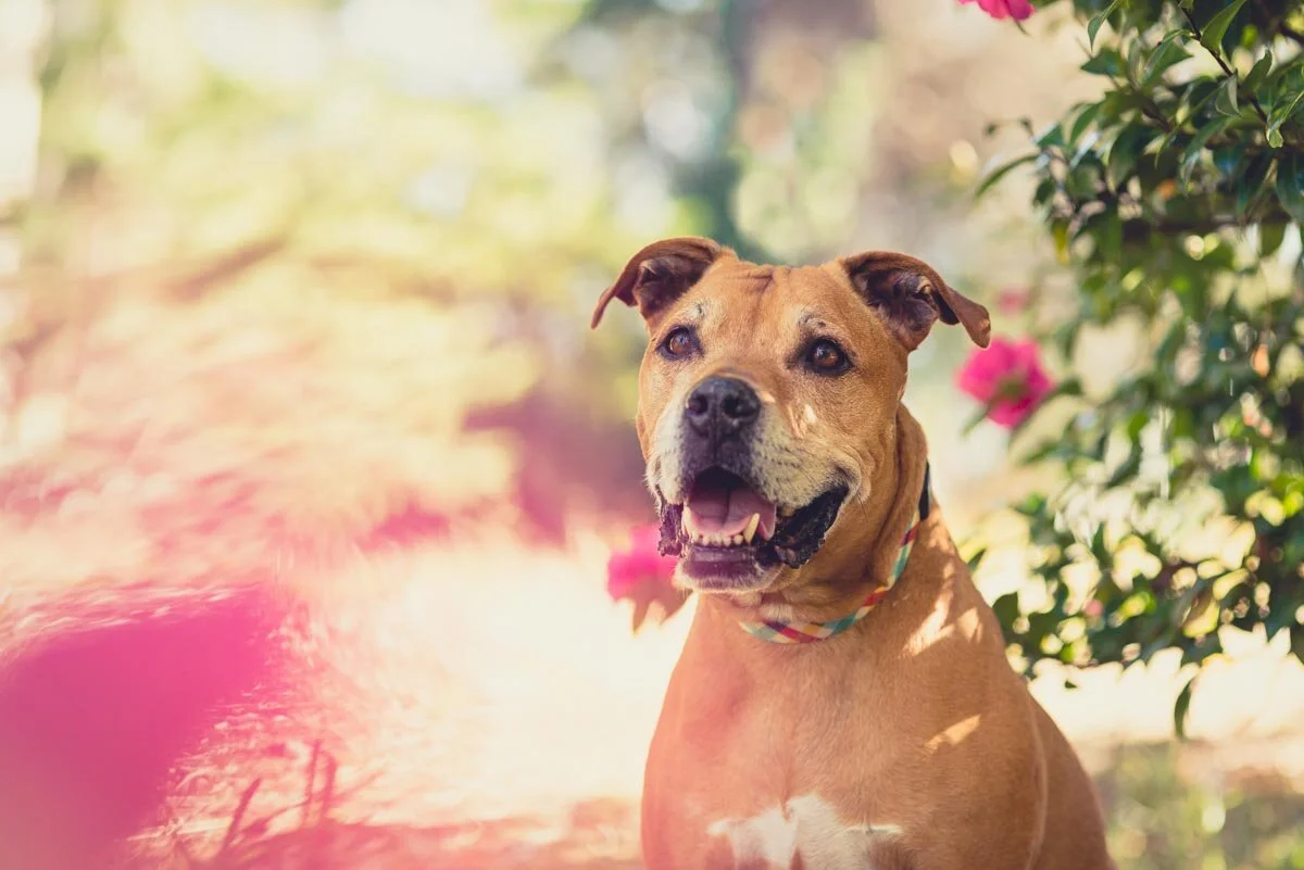 Staffy in studio photo shoot — Yellow Lab Pet Photographer