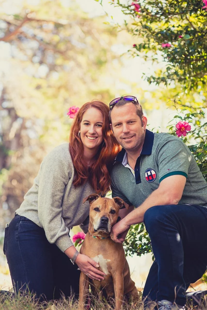 Staffy in studio photo shoot — Yellow Lab Pet Photographer