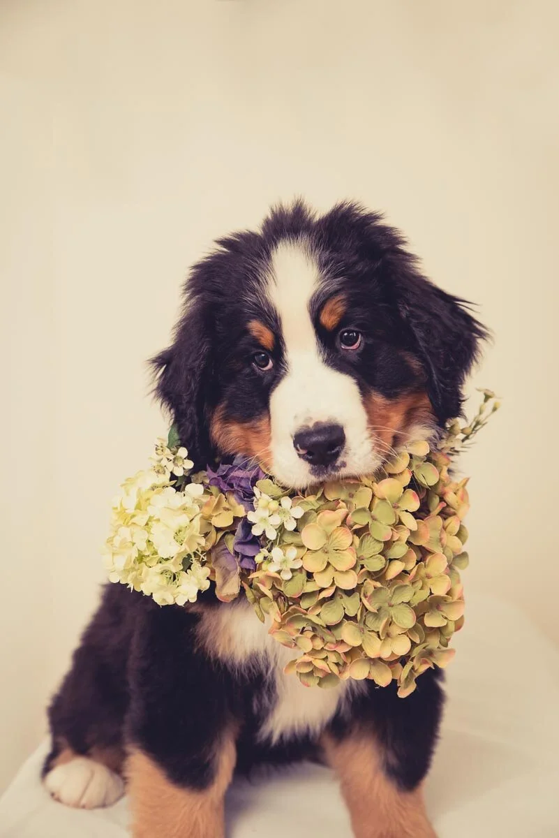Staffy in studio photo shoot — Yellow Lab Pet Photographer