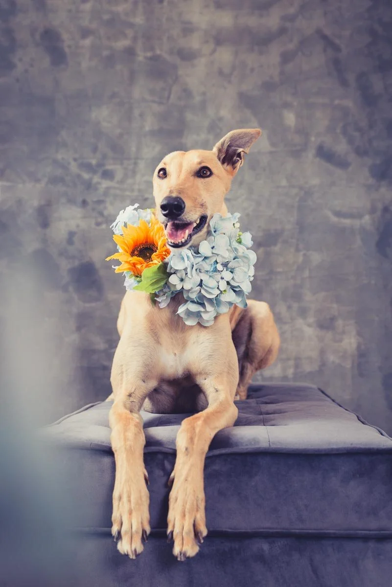Staffy in studio photo shoot — Yellow Lab Pet Photographer