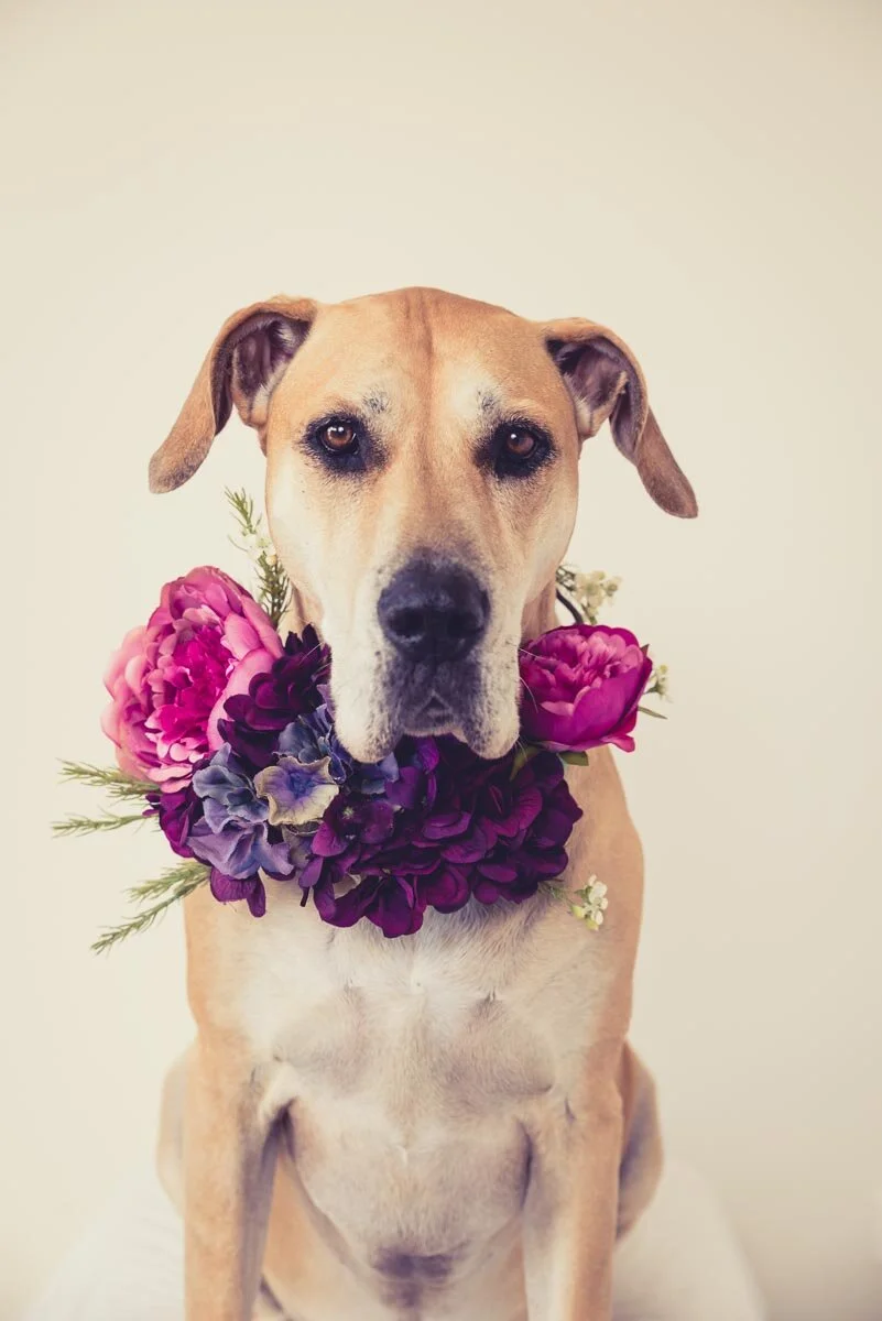 Staffy in studio photo shoot — Yellow Lab Pet Photographer