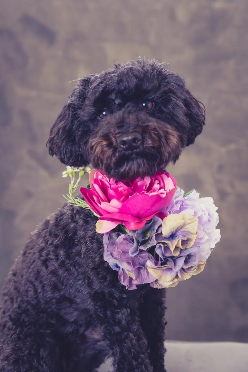 Staffy in studio photo shoot — Yellow Lab Pet Photographer