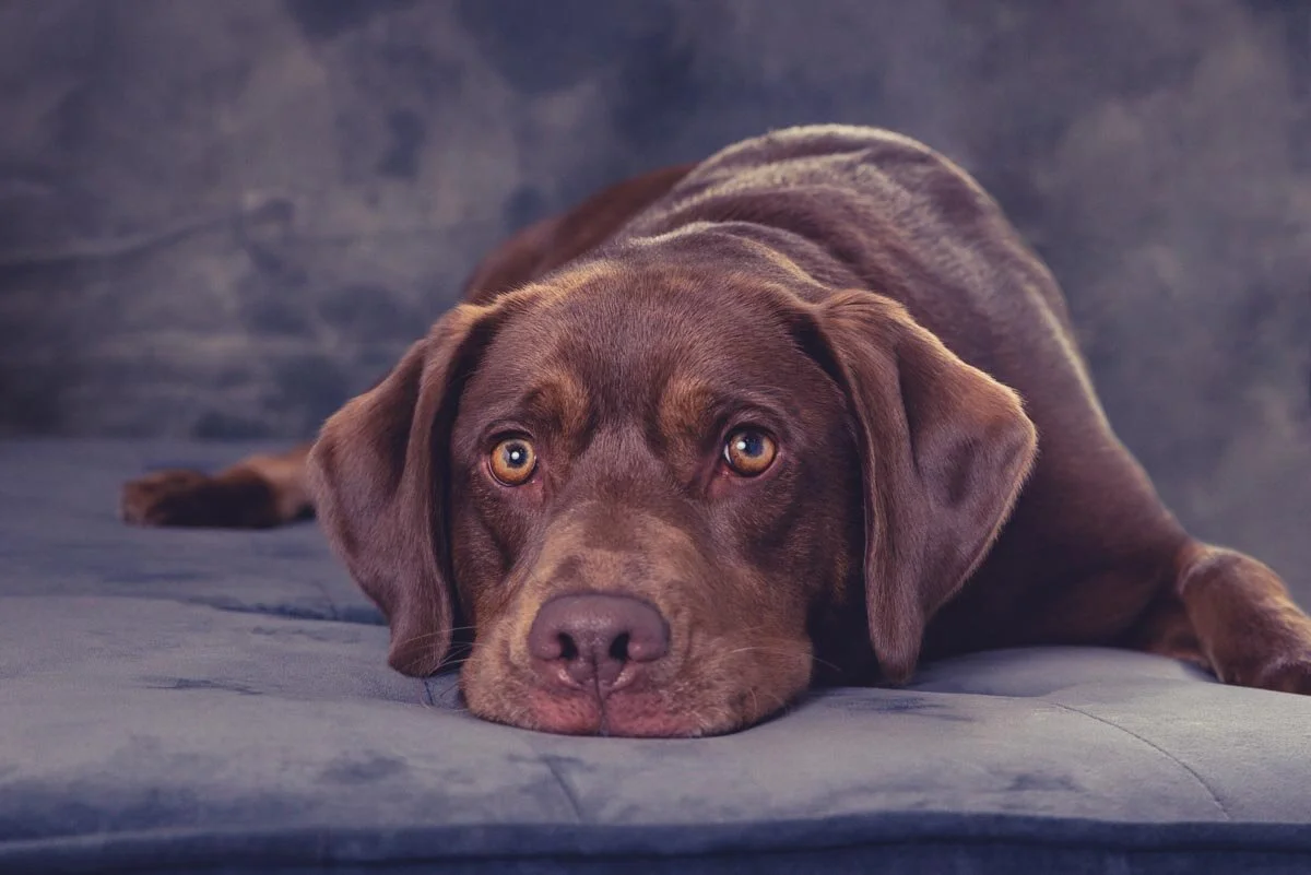 How Can You Tell If A Puppy Is Bored