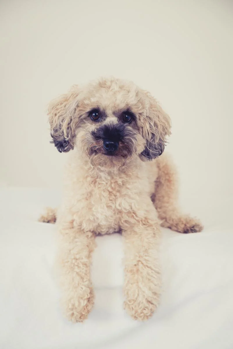 Auckland studio shoots — Yellow Lab Pet Photographer