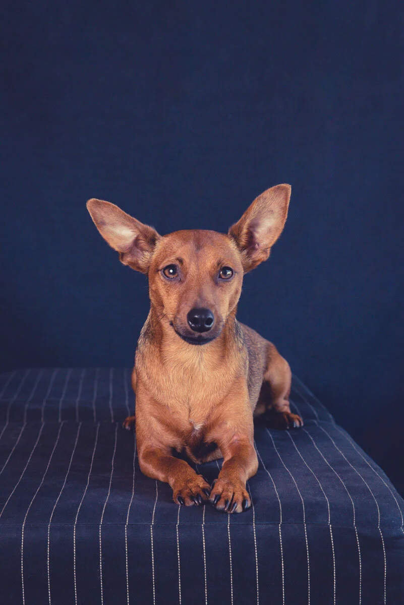 Auckland studio shoots — Yellow Lab Pet Photographer