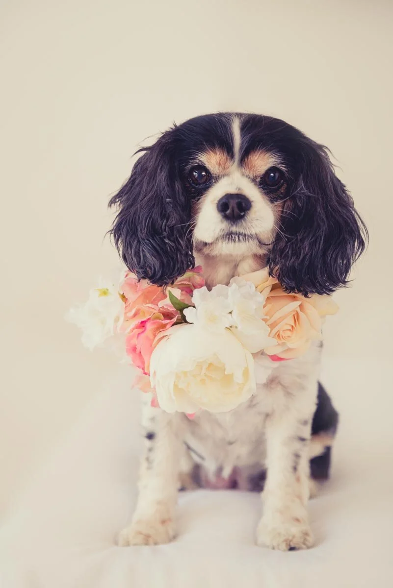 Best dog & family photos 2020 — Yellow Lab Pet Photographer