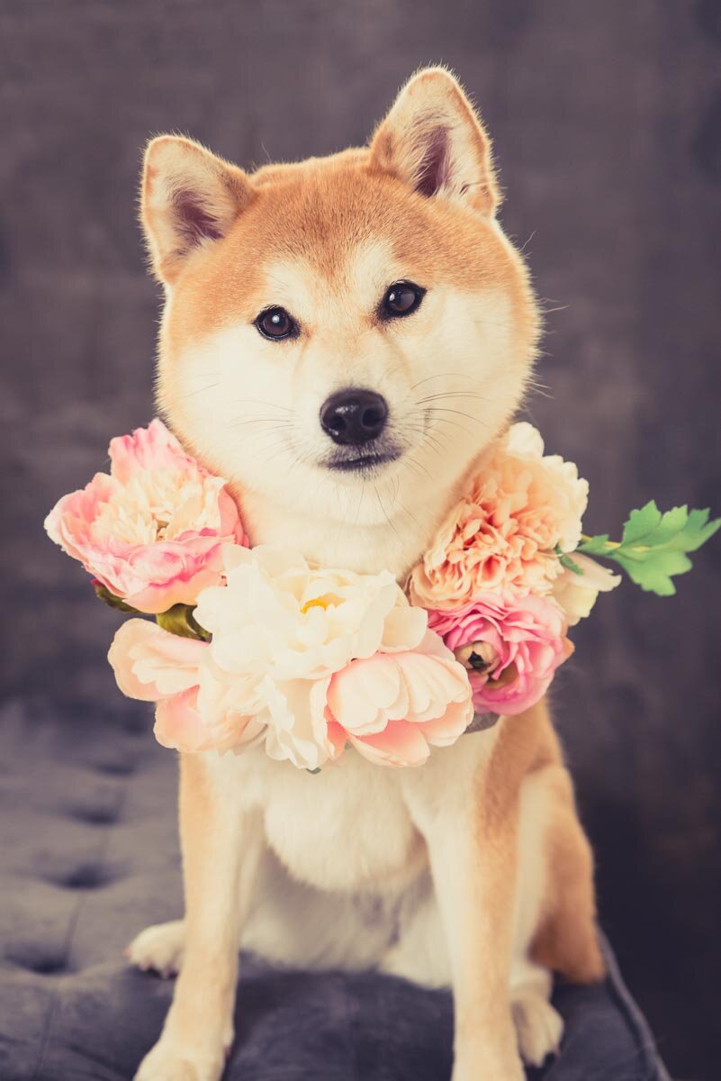 Best dog & family photos 2020 — Yellow Lab Pet Photographer