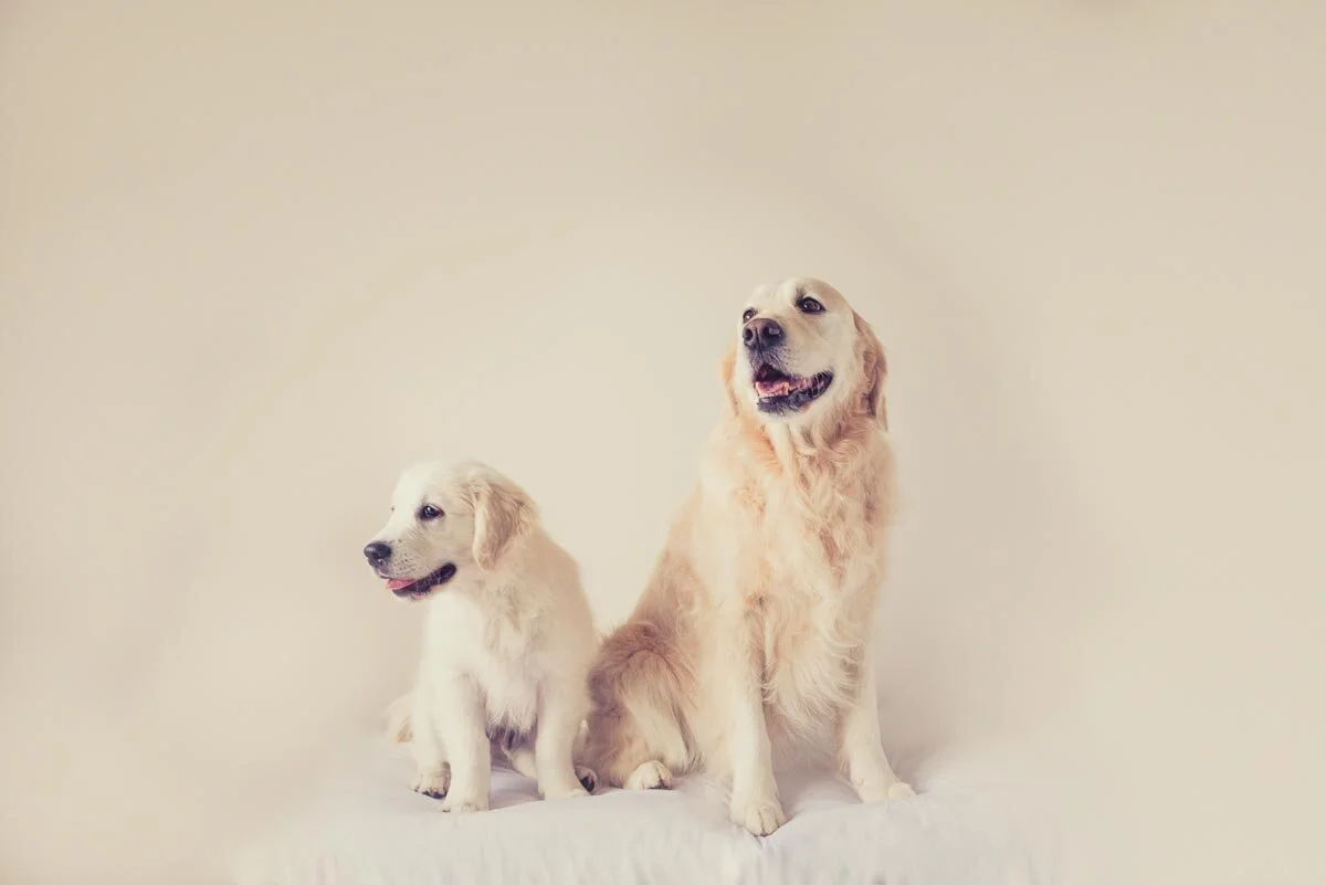 Best dog & family photos 2020 — Yellow Lab Pet Photographer
