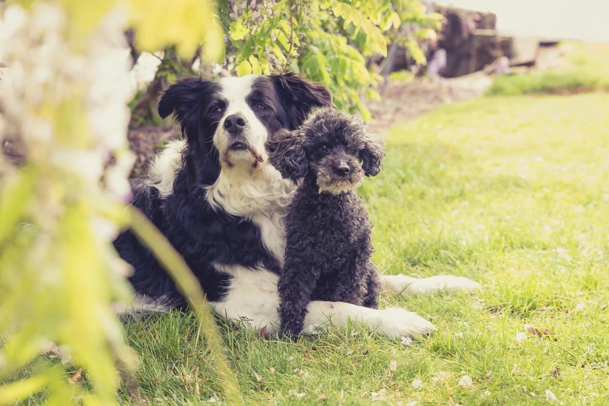 Best dog & family photos 2020 — Yellow Lab Pet Photographer