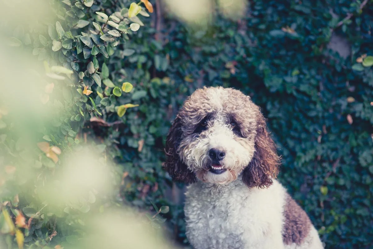 Best dog & family photos 2020 — Yellow Lab Pet Photographer
