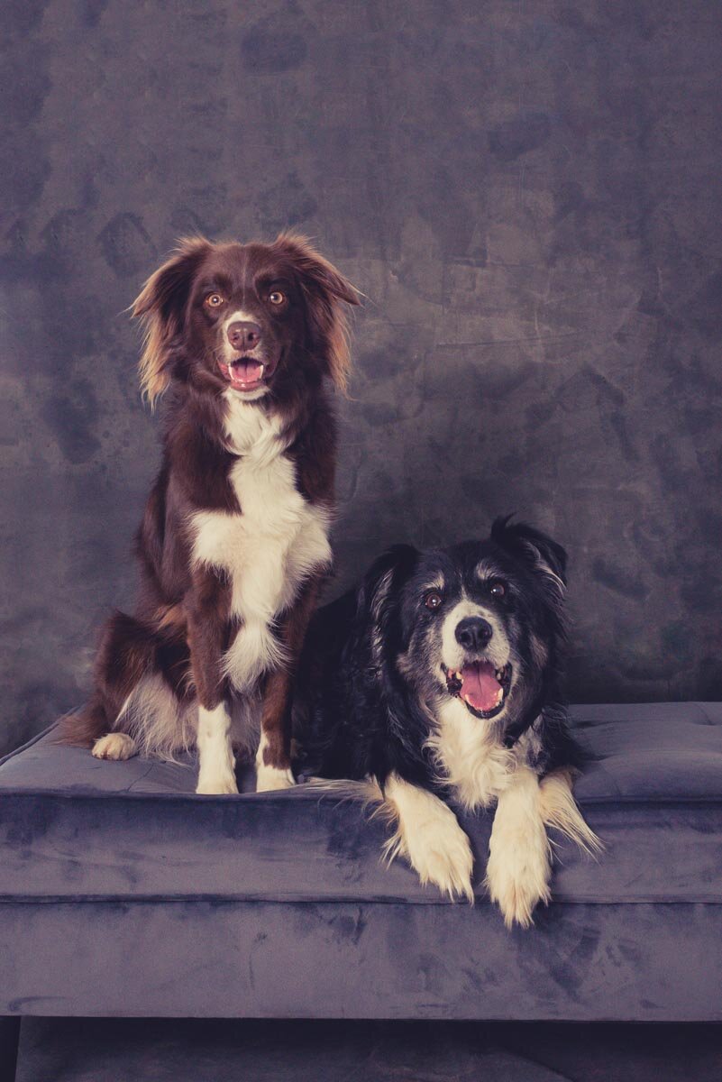 Best dog & family photos 2020 — Yellow Lab Pet Photographer