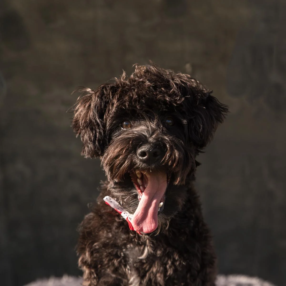 Fun dog photos at Long Bay Village market — Yellow Lab Pet Photographer