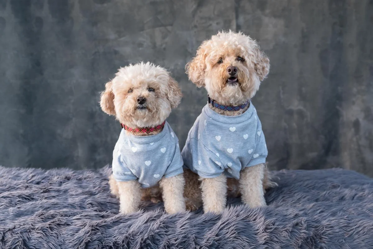 Fun dog photos at Long Bay Village market — Yellow Lab Pet Photographer