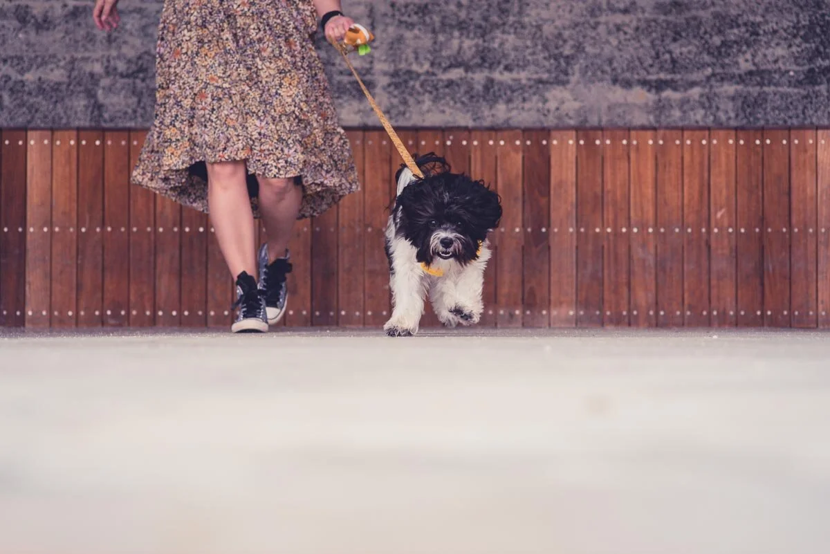 West Auckland dog walk and breakfast club — Yellow Lab Pet Photographer