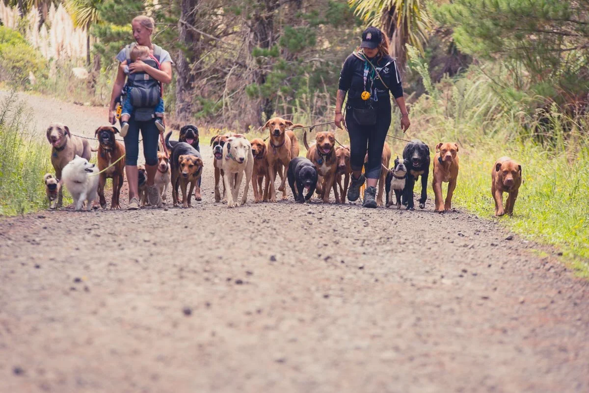 How to train & socialise your dog — Yellow Lab Pet Photographer