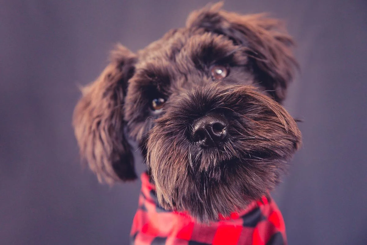 Family photography with schnauzer dog — Yellow Lab Pet Photographer