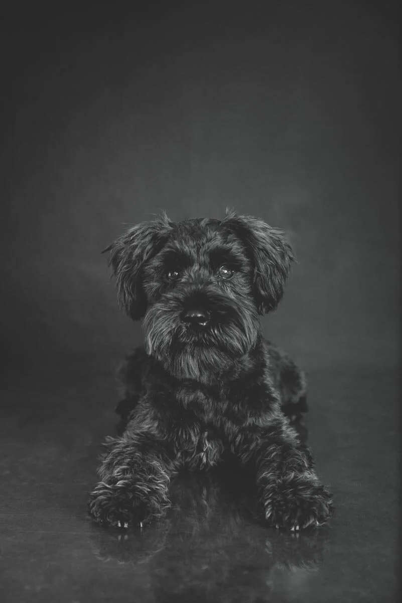 Family photography with schnauzer dog — Yellow Lab Pet Photographer
