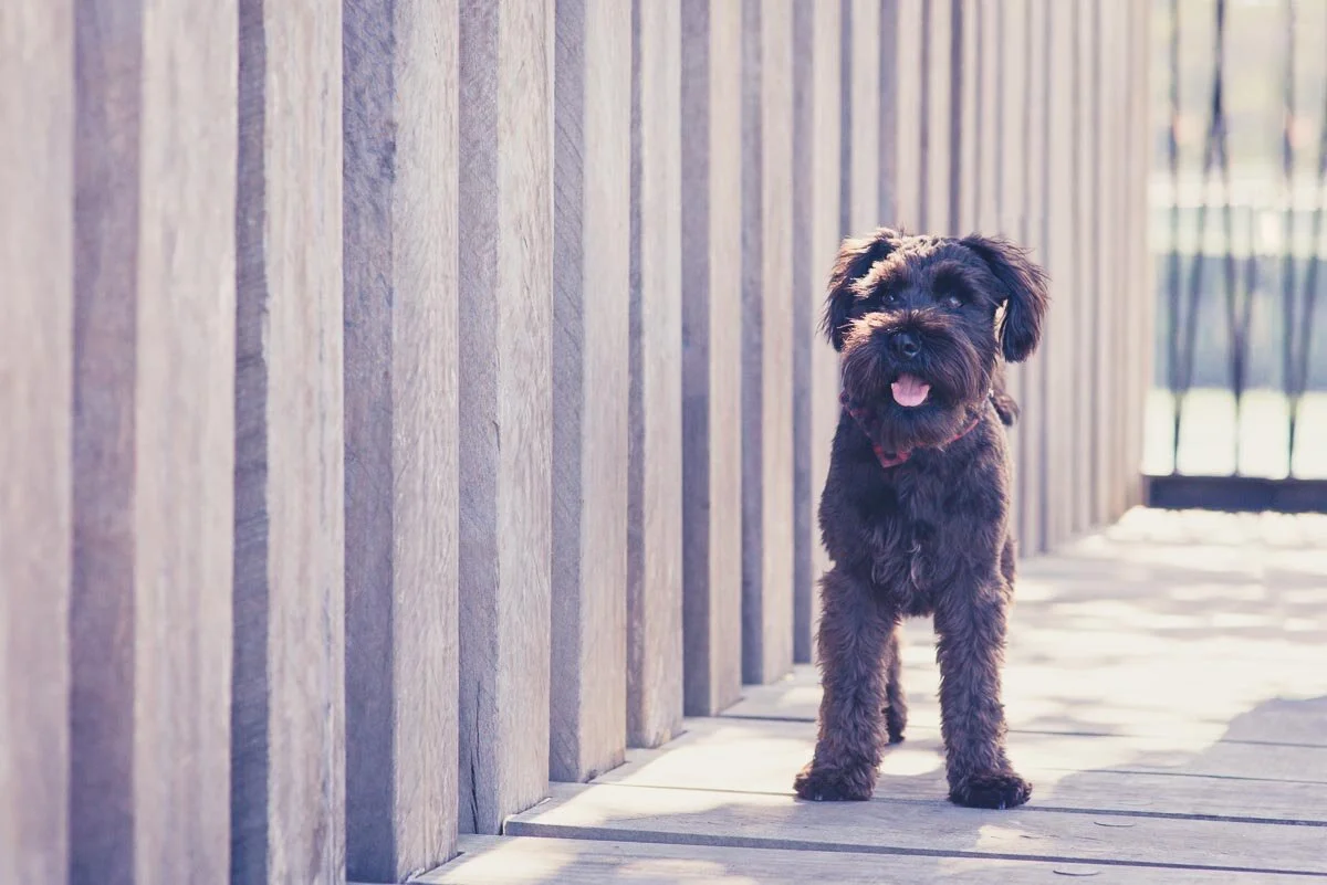 Family photography with schnauzer dog — Yellow Lab Pet Photographer