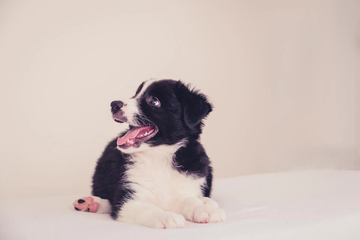 Yellow Lab Border Collie Mix Puppy