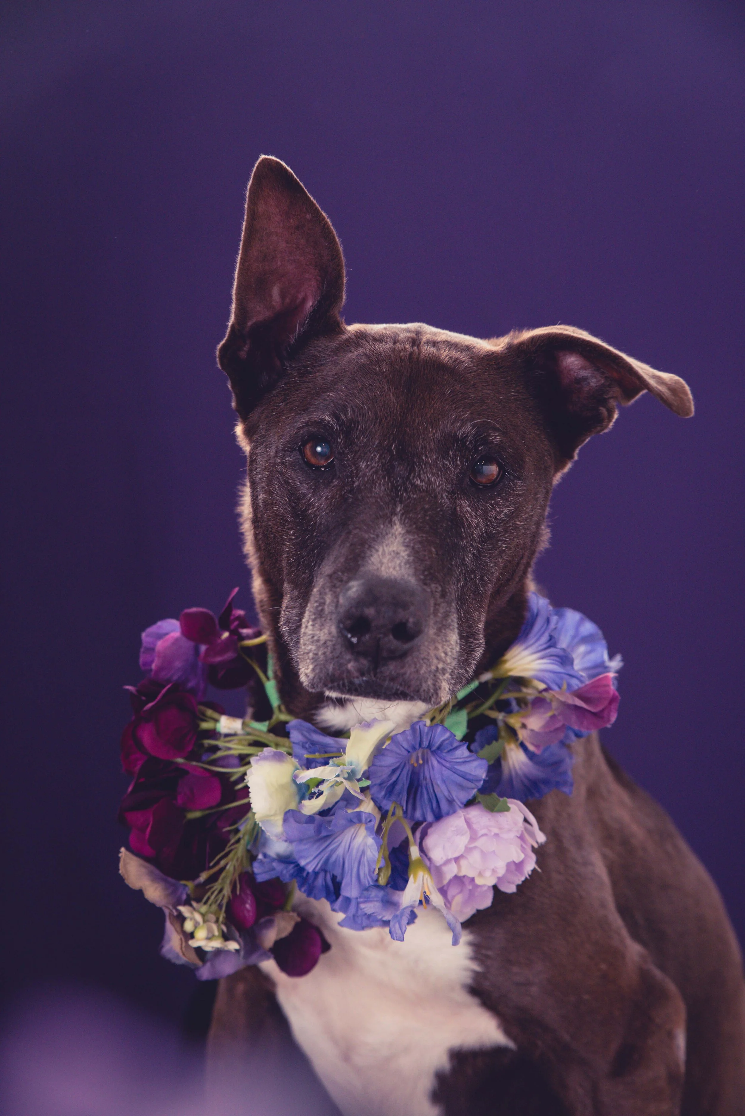 Senior staffy dog portraits — Yellow Lab Pet Photographer