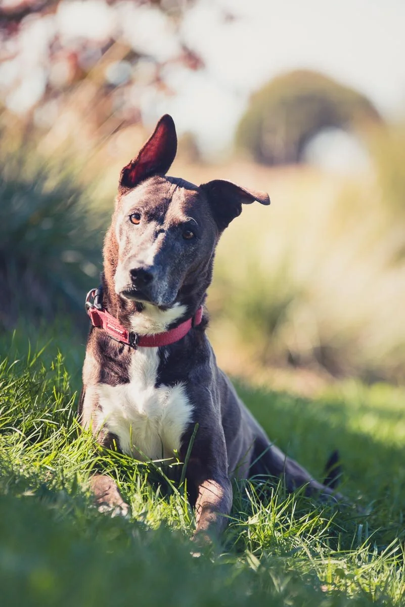 Senior staffy dog portraits — Yellow Lab Pet Photographer