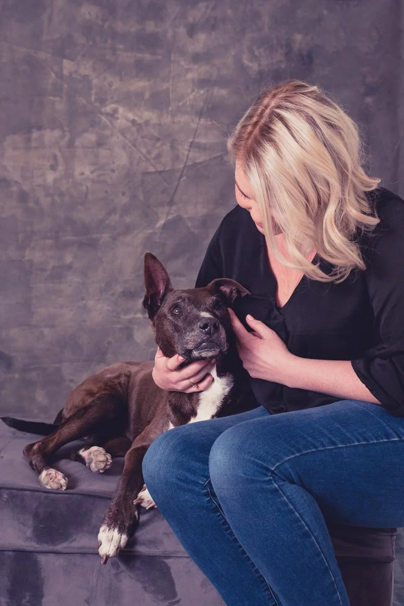 Senior staffy dog portraits — Yellow Lab Pet Photographer