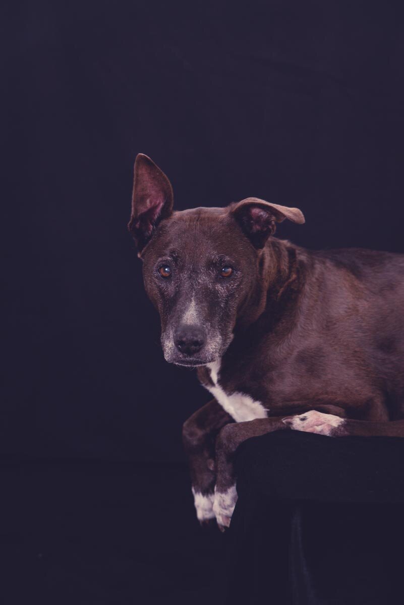 Senior staffy dog portraits — Yellow Lab Pet Photographer