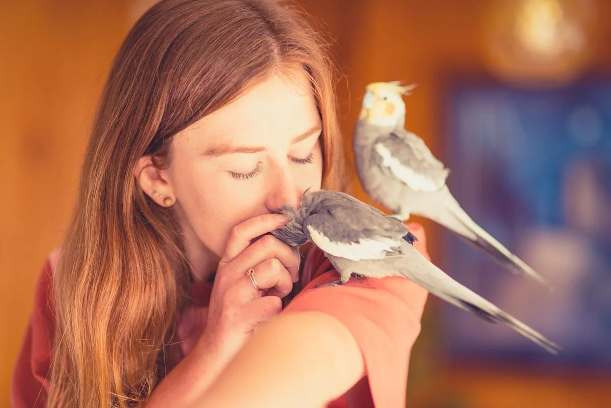 Pet Photography Auckland — Yellow Lab Pet Photographer
