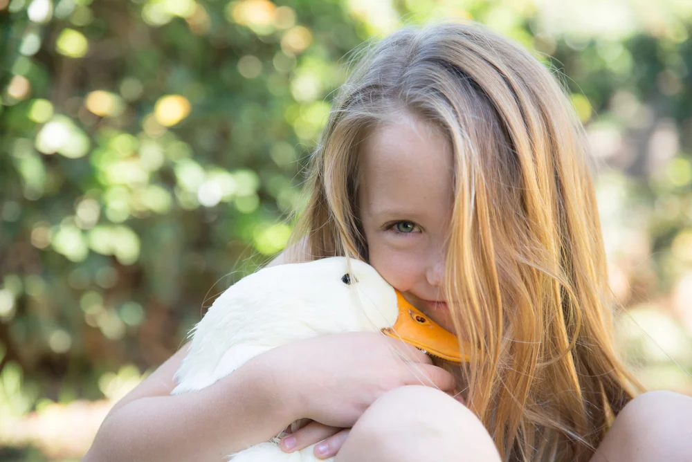 Pet Photography Auckland — Yellow Lab Pet Photographer