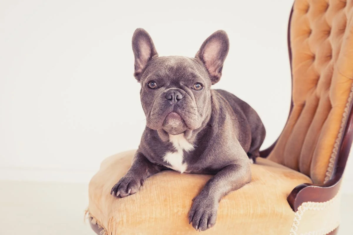 Gift family & dog photoshoot — Yellow Lab Pet Photographer