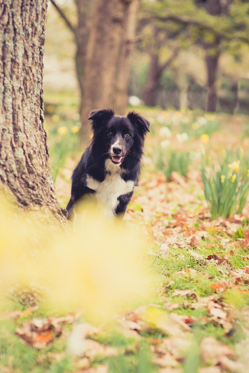 Auckland's best dog walks for epic photos — Yellow Lab Pet Photographer