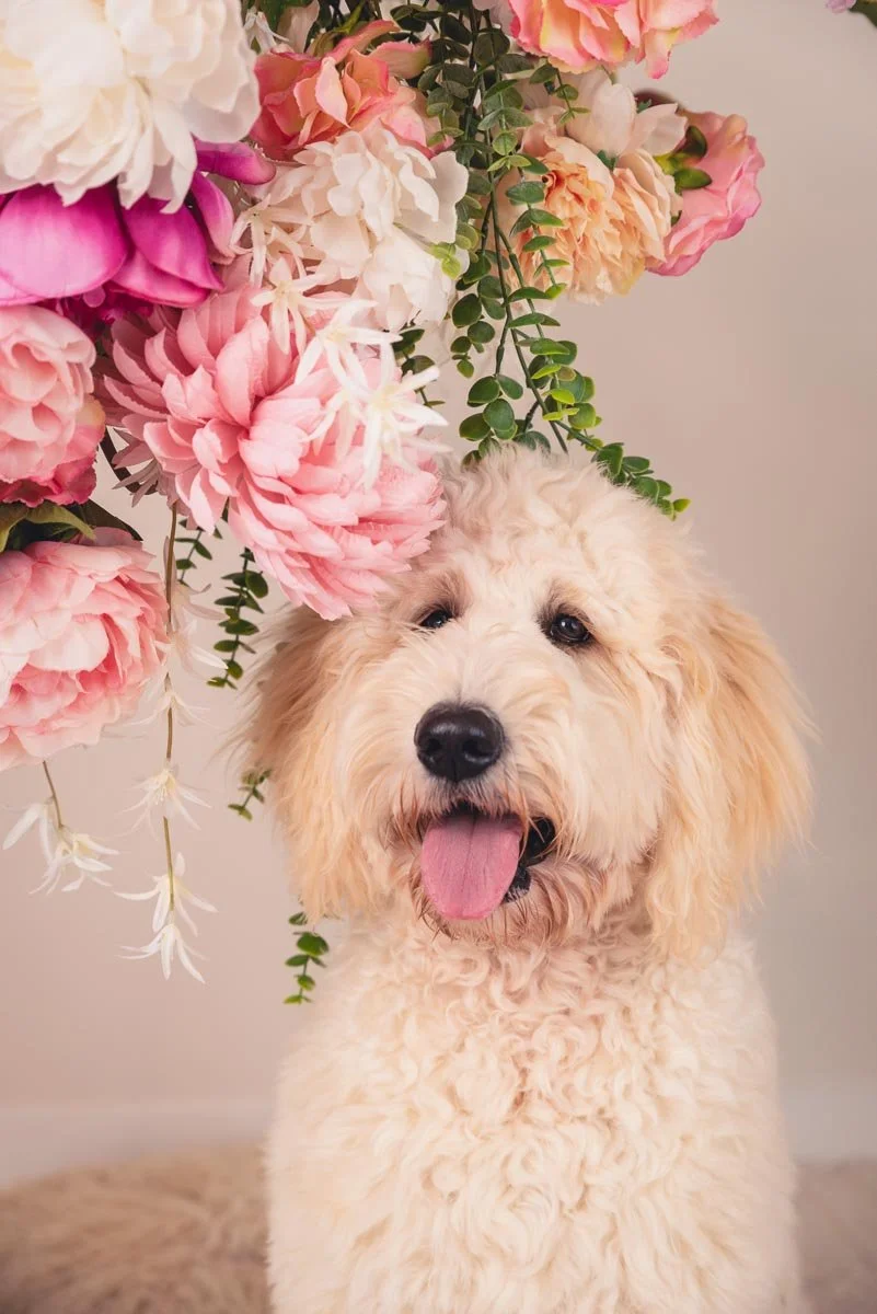 Bridgerton inspired photoshoot with your dog — Yellow Lab Pet Photographer