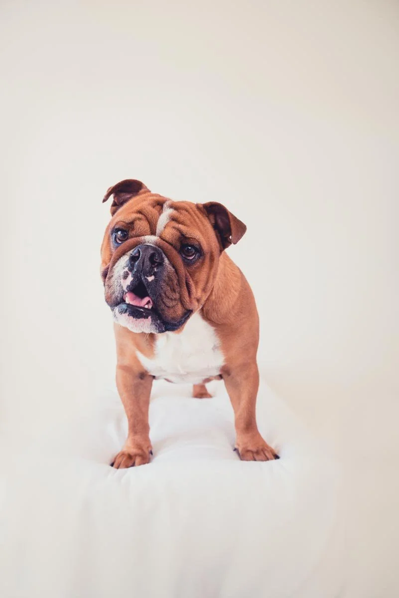 Bridgerton inspired photoshoot with your dog — Yellow Lab Pet Photographer