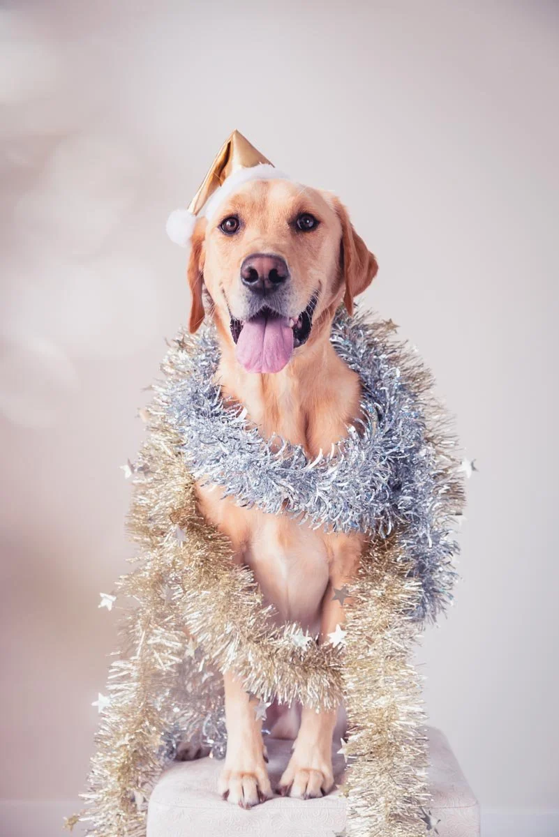 Man's best friend dog photoshoot package upgrade — Yellow Lab Pet ...