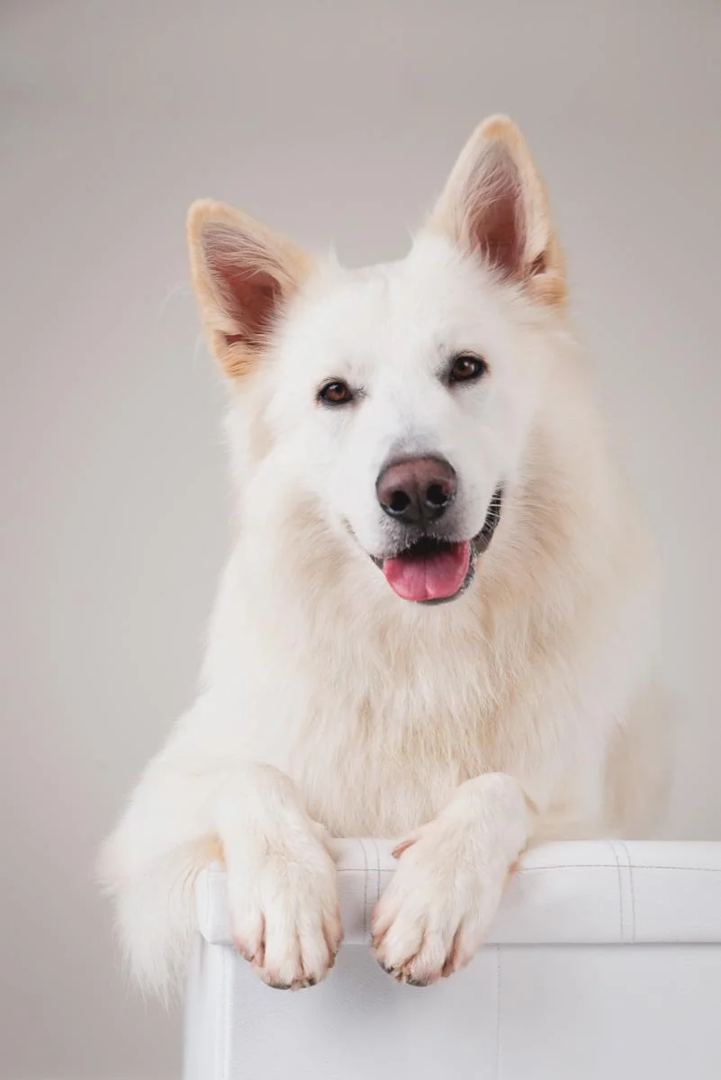 Bridgerton inspired photoshoot with your dog — Yellow Lab Pet Photographer