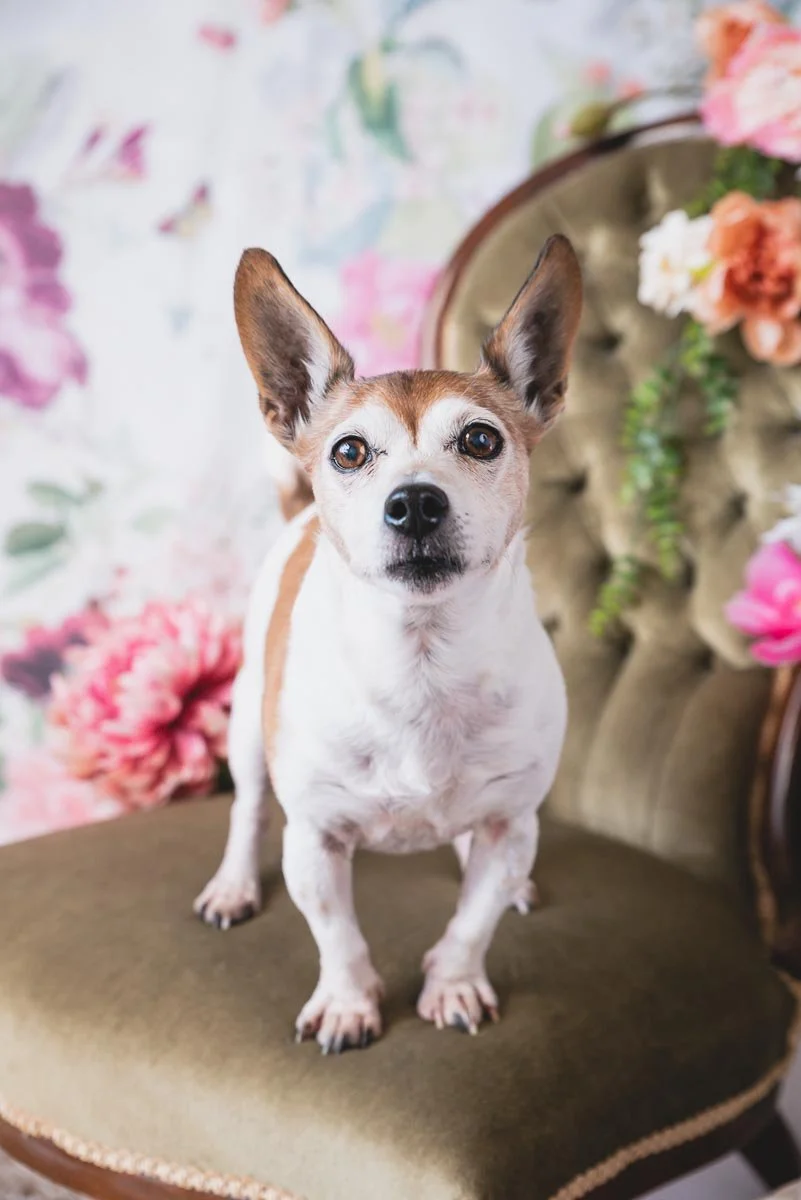 Bridgerton inspired photoshoot with your dog — Yellow Lab Pet Photographer