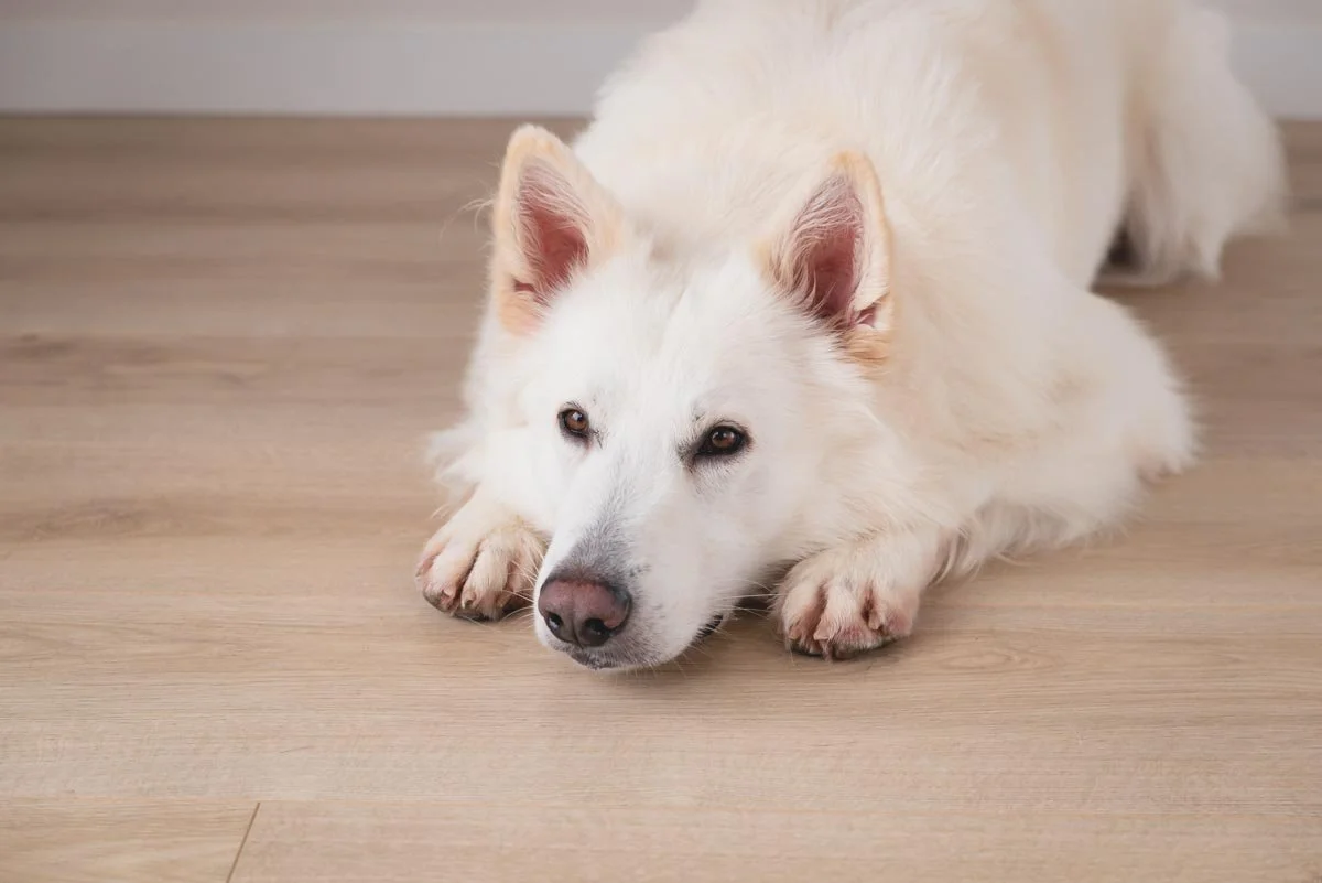 Does your dog need to be perfectly trained for a photoshoot? — Yellow ...